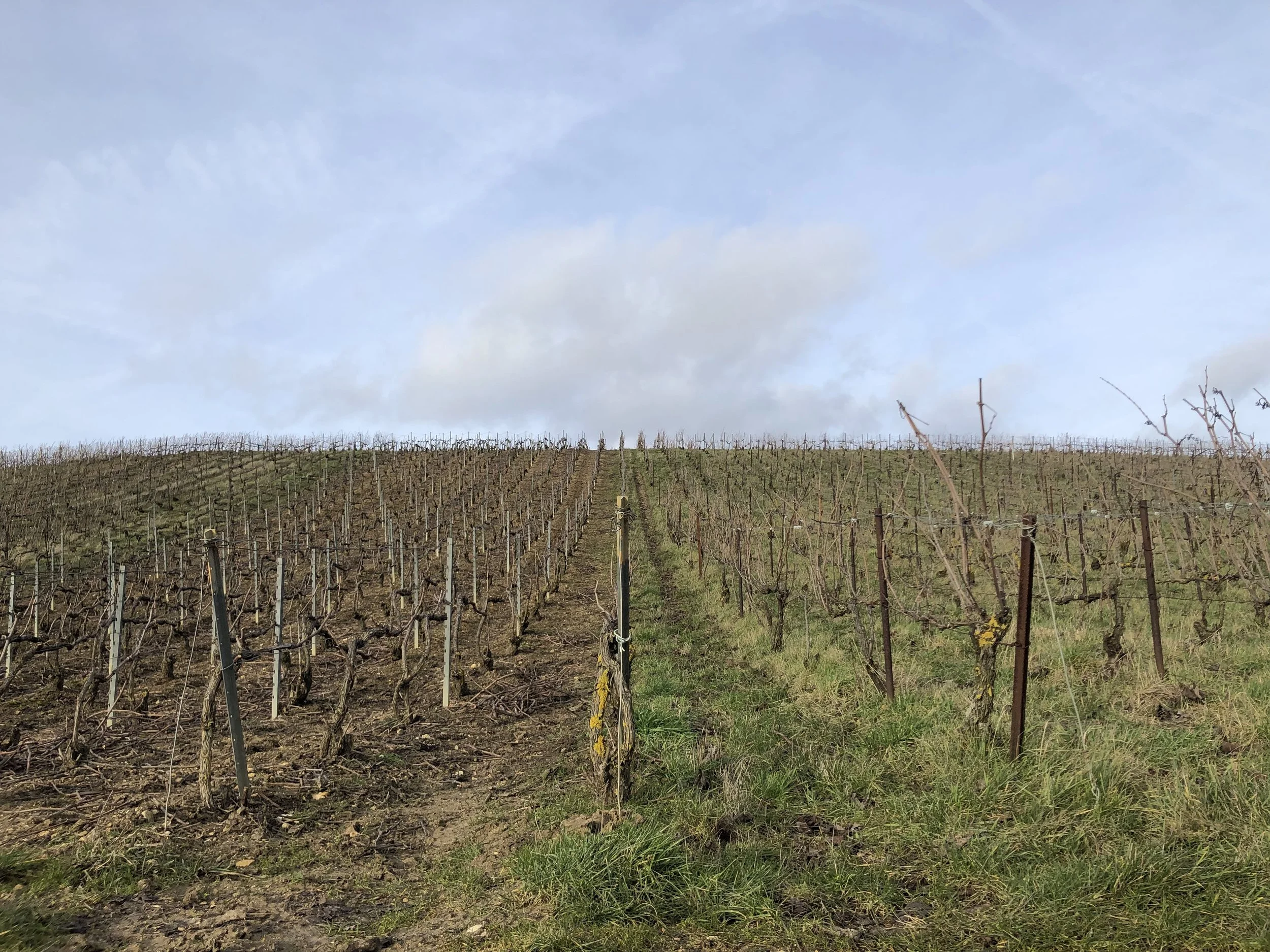 Champagne Timothée Stroebel | LITTLEWINE | The knowledge platform