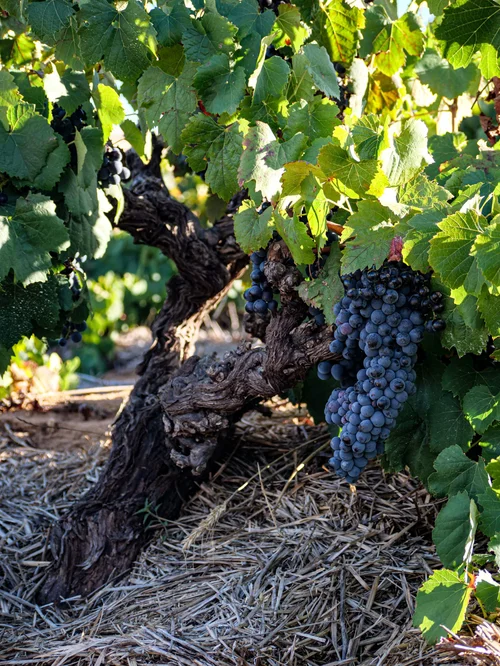 The Sadie Family Wines: Eben Sadie's all-or-nothing commitment to soil ...