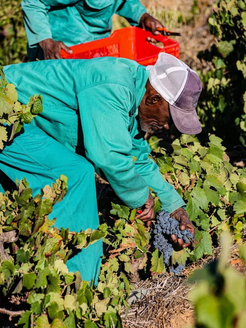 The Sadie Family Wines: Eben Sadie's all-or-nothing commitment to soil ...