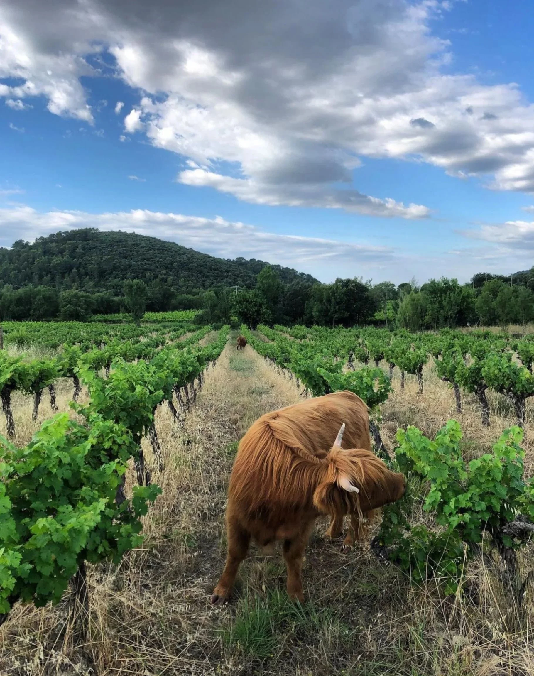 Domaine Inebriati | LITTLEWINE | The knowledge platform