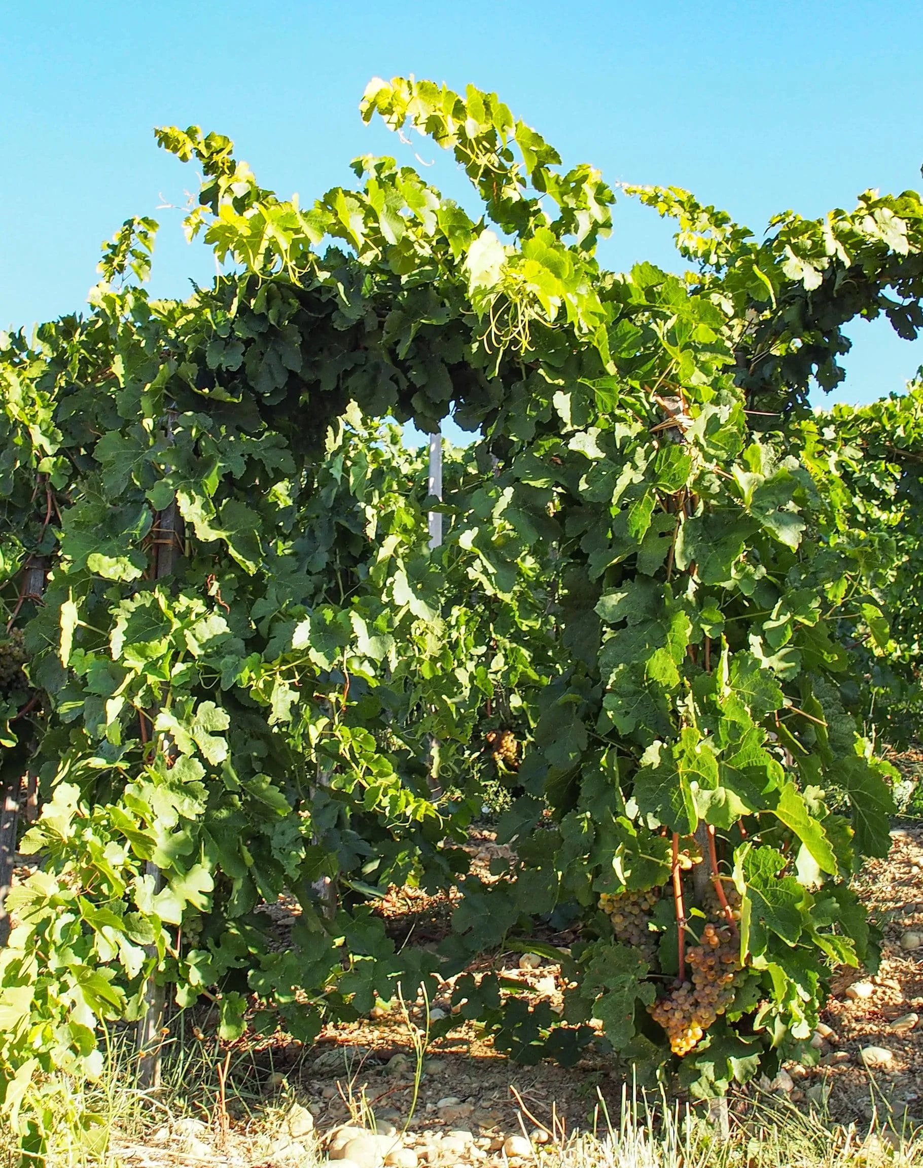 Domaine Pierre Gonon | LITTLEWINE | The knowledge platform