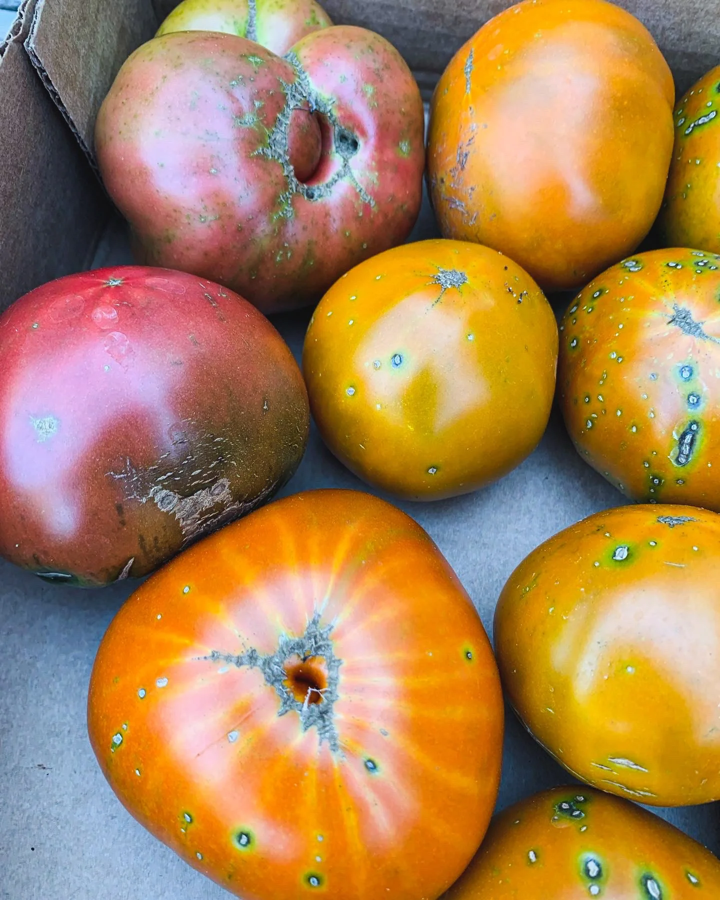 Lazy Toad FarmLazy Toad Farm