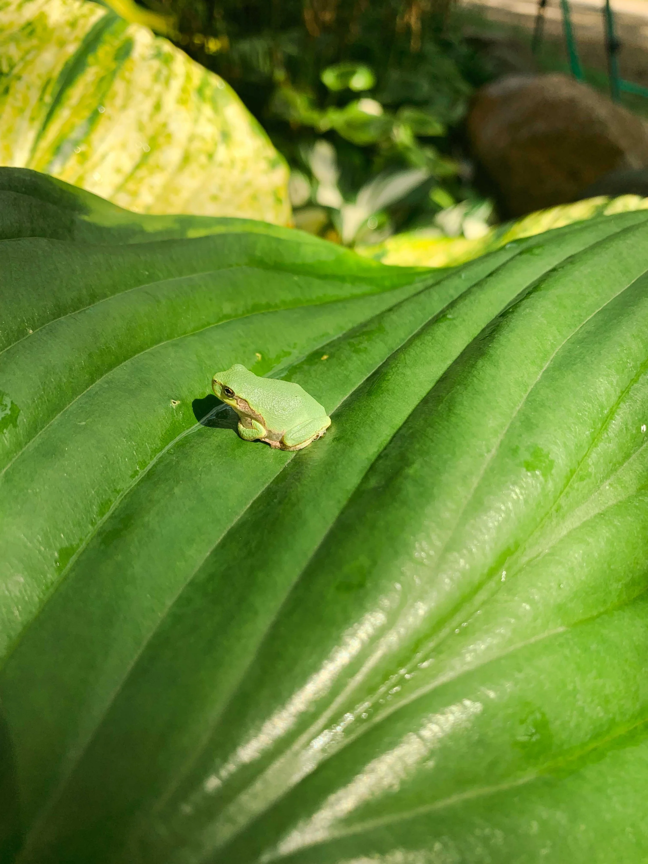 Lazy Toad FarmLazy Toad Farm