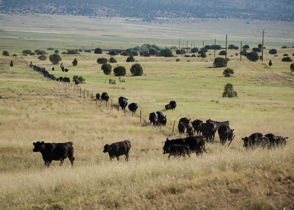 K4 Copper State Reserve Story - — K4 Copper State Reserve - Gourmet Beef