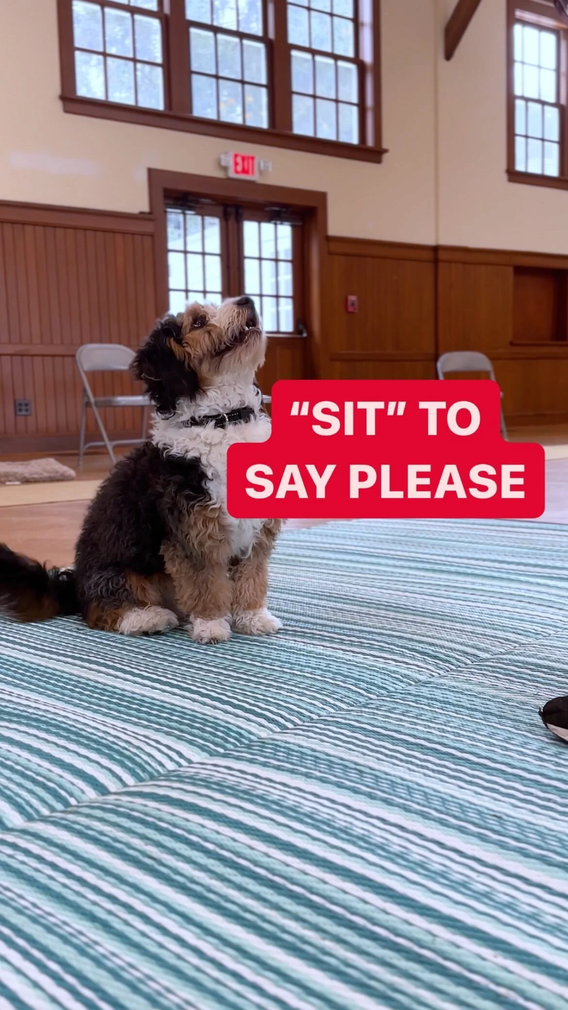 Sarah Hodgson — Dog Trainer, Pet Behavior Consultant, Podcaster, and Author