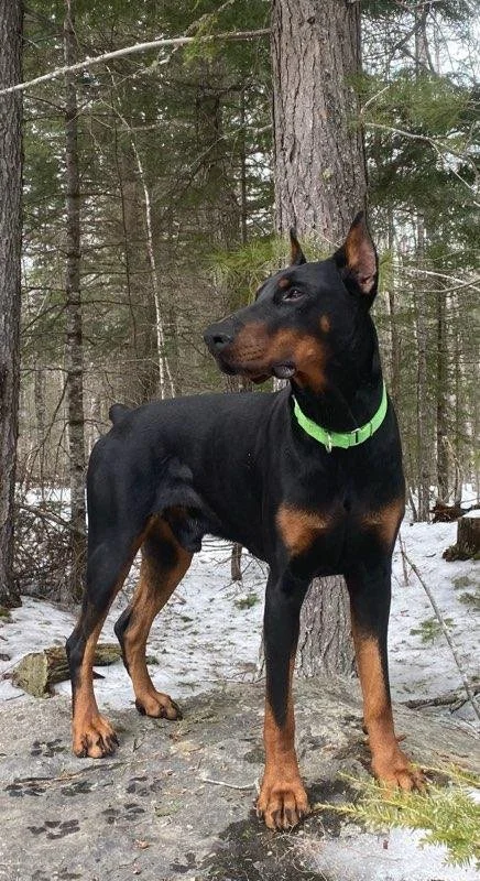 Maine Doberman Dogs — Maine Dobermans