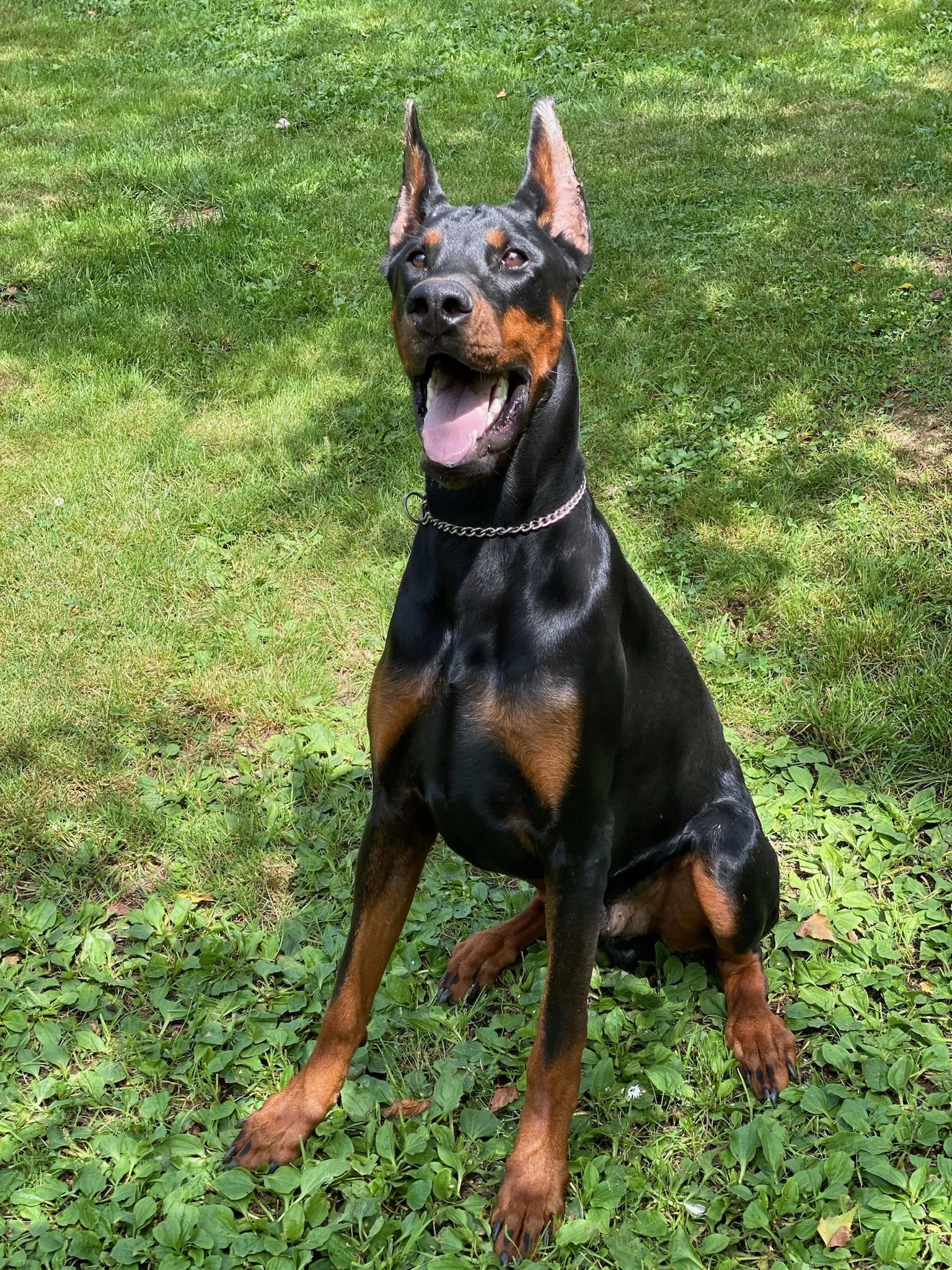 Our Dobermans | Champion Bloodline Dobermans at Maine Dobermans — Maine ...
