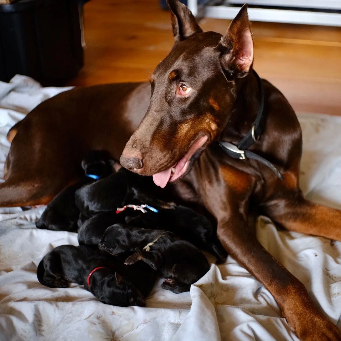 Maine Dobermans | Raising Exceptional AKC Dobermans