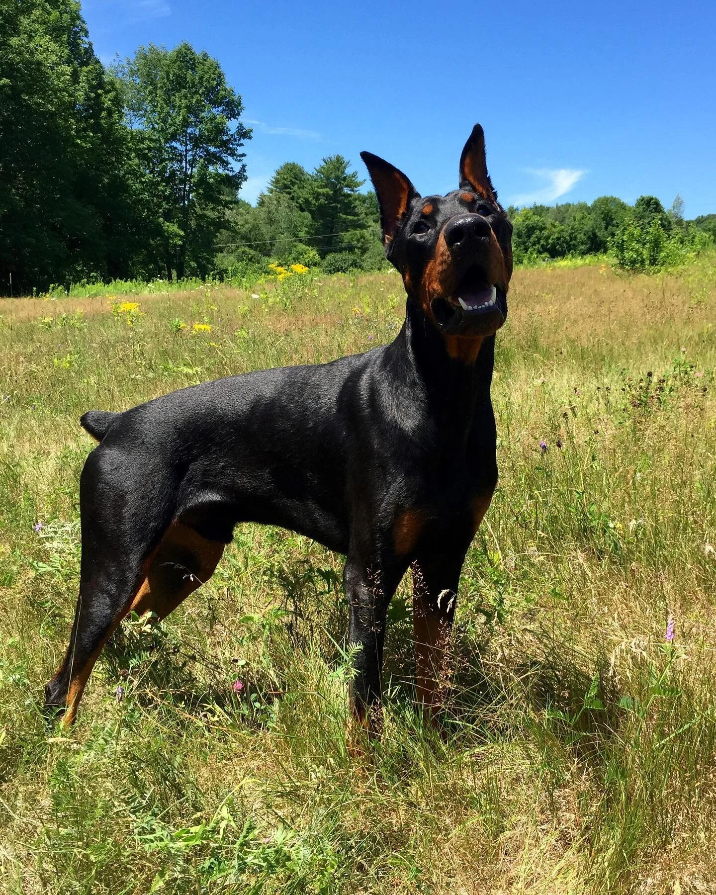 Maine Dobermans | Raising Exceptional AKC Dobermans