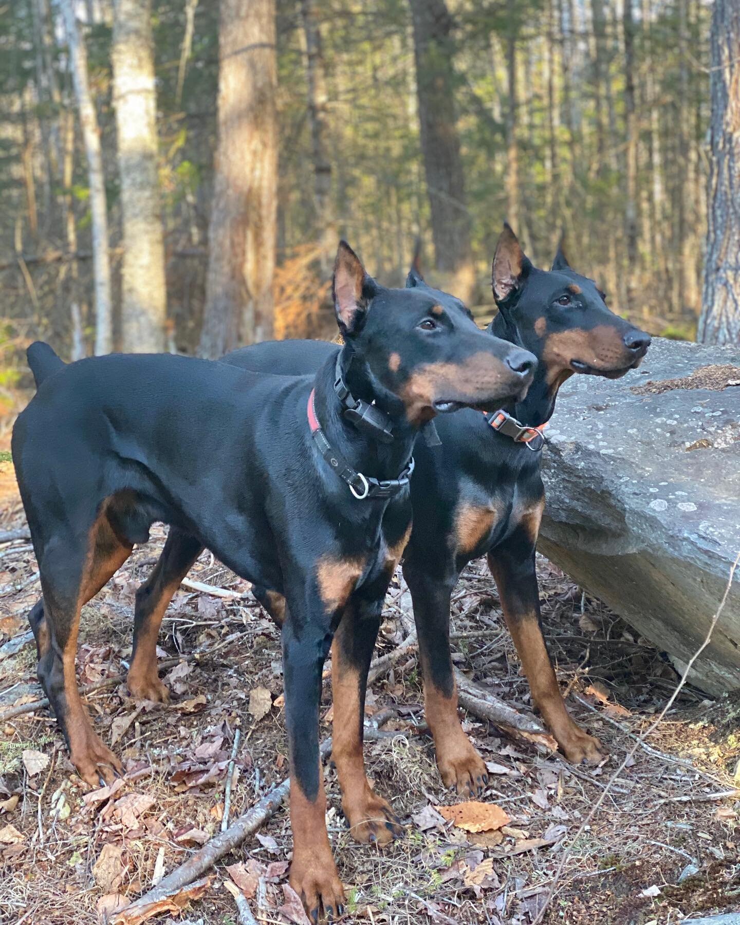 Maine Dobermans | Raising Exceptional AKC Dobermans