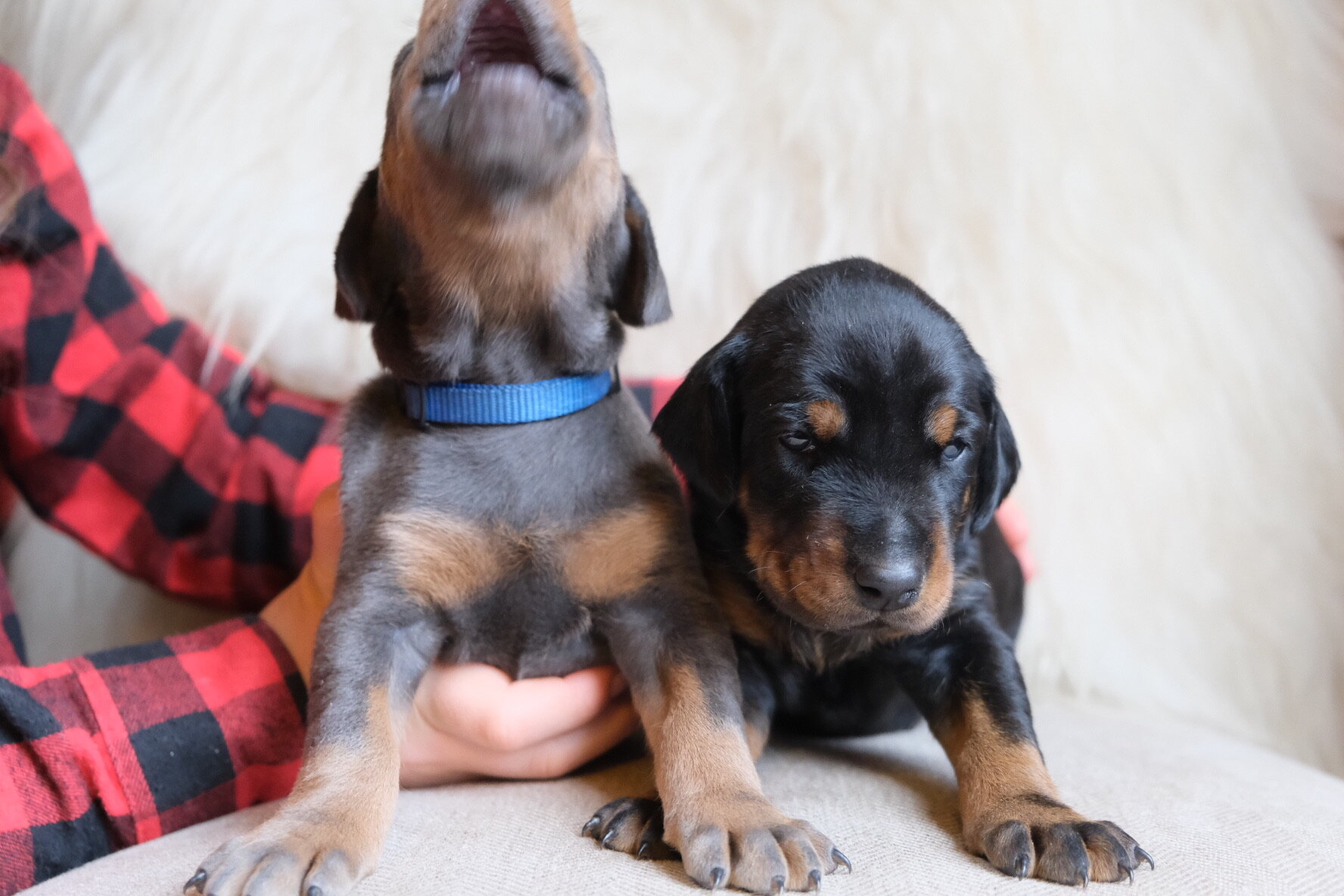 Maine Dobermans | Raising Exceptional AKC Dobermans