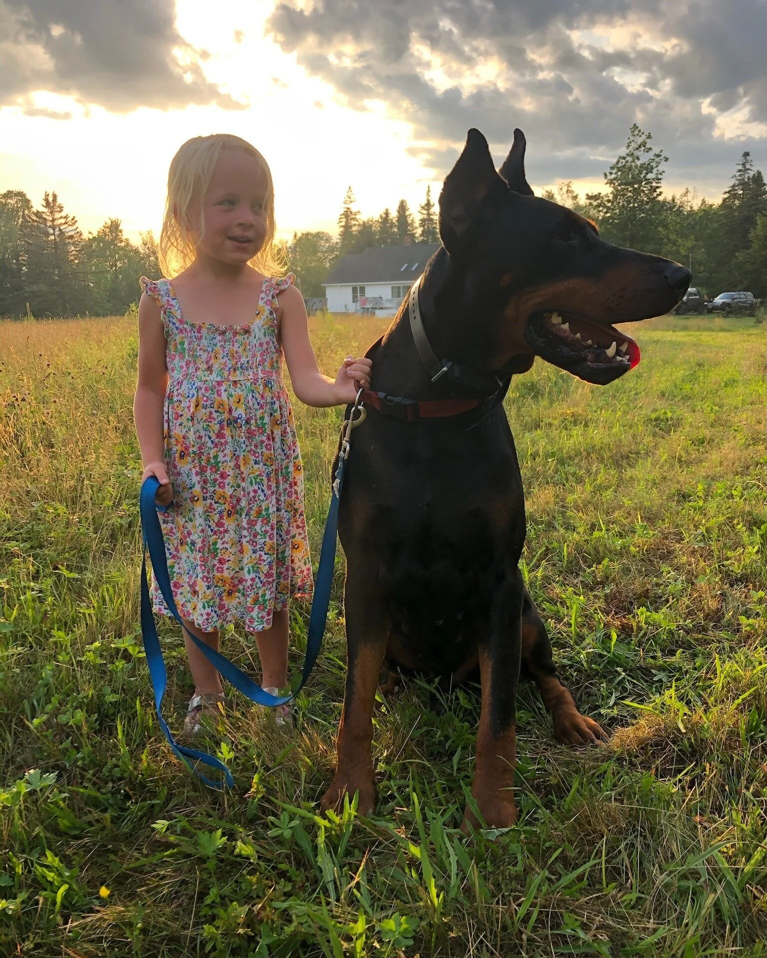 Maine Dobermans