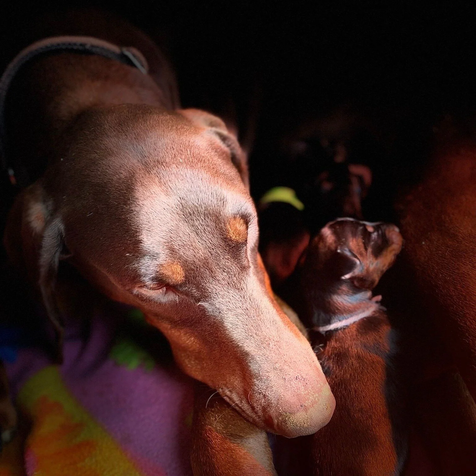 Maine Dobermans | Raising Exceptional AKC Dobermans