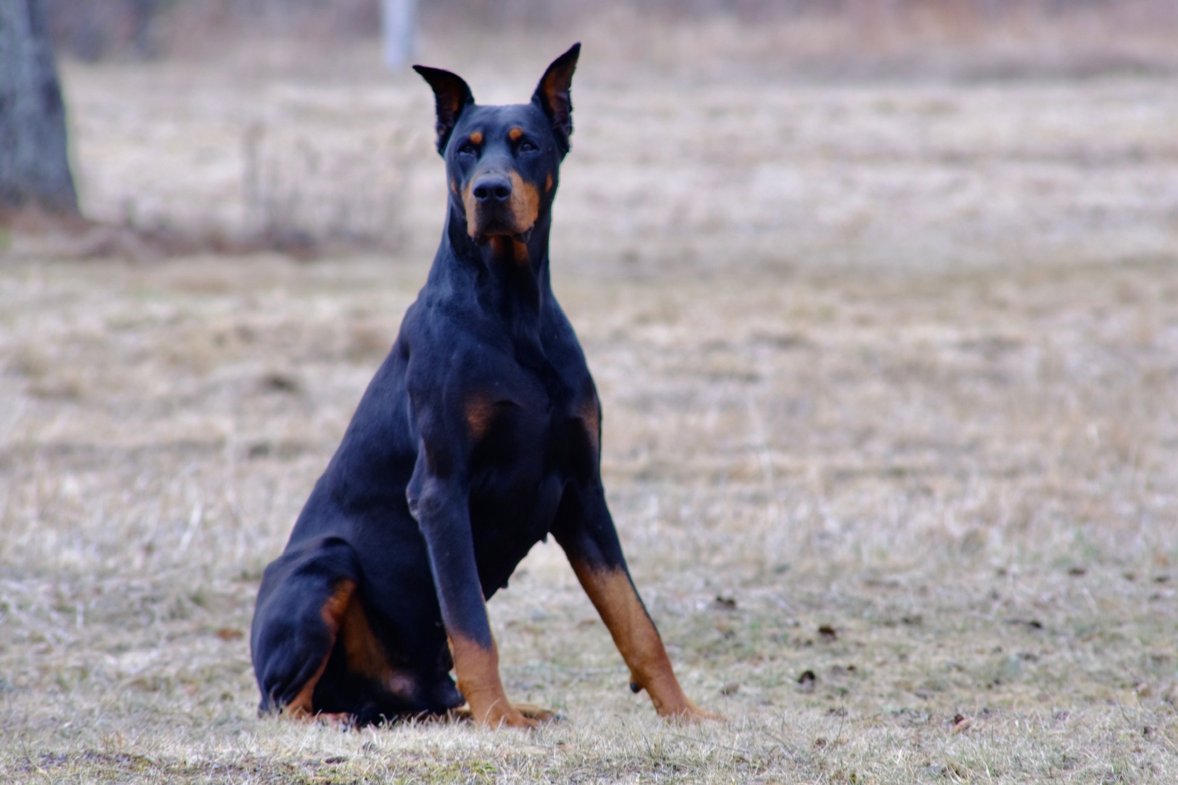 Maine Doberman Dogs — Maine Dobermans
