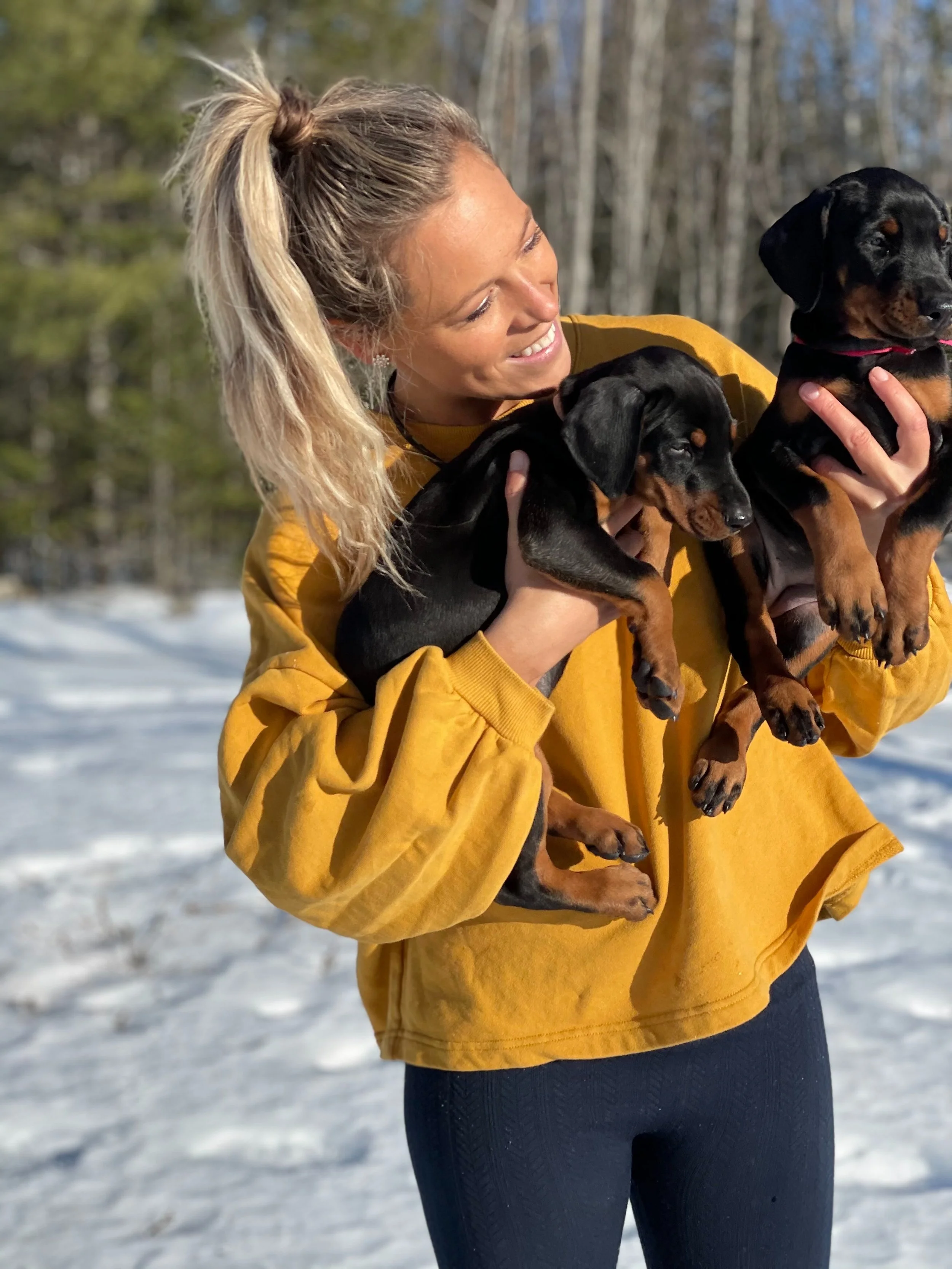 AKC Doberman Puppies for Sale | Maine Dobermans — Maine Dobermans ...