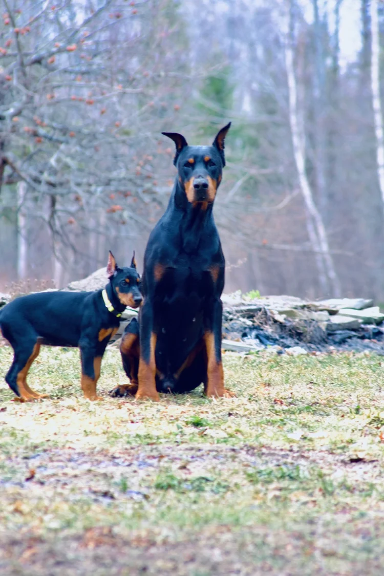 Maine Dobermans | Raising Exceptional AKC Dobermans