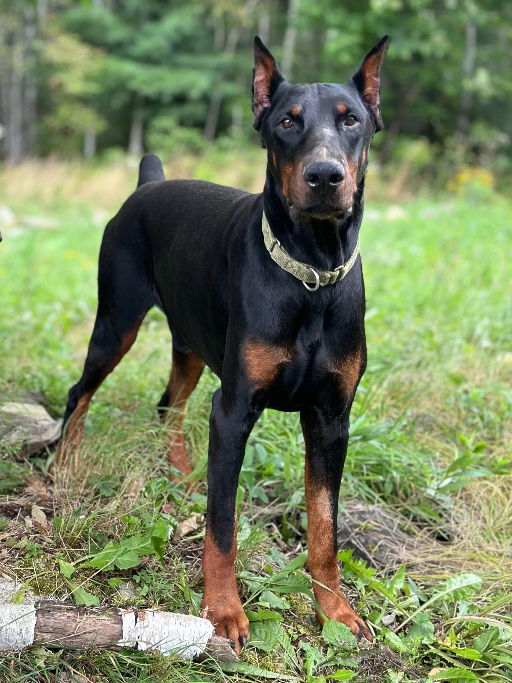 Our Dobermans | Champion Bloodline Dobermans at Maine Dobermans — Maine ...