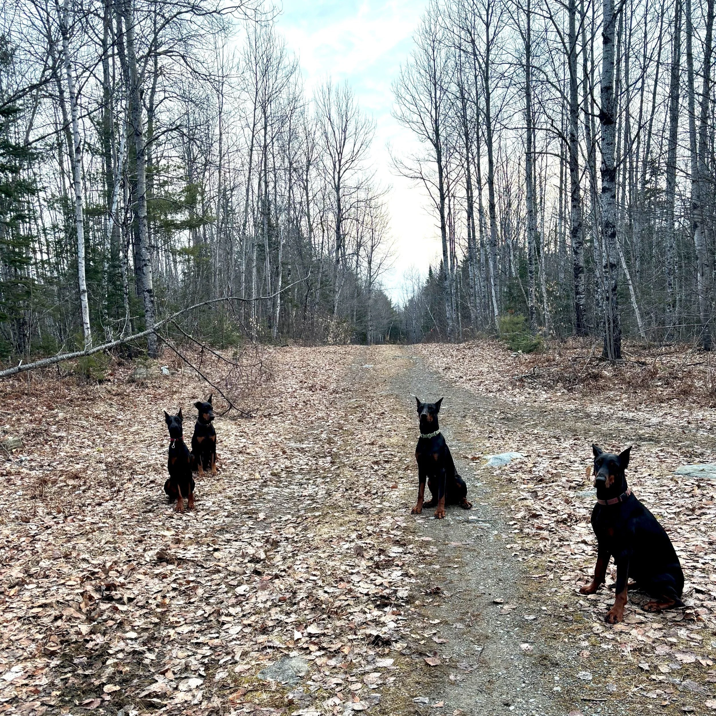 Our Dobermans in Maine | Health-Focused AKC Lines — Maine Dobermans ...