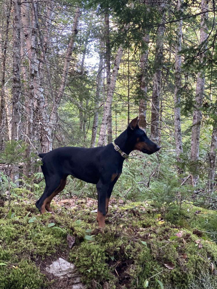Maine Doberman Dogs — Maine Dobermans