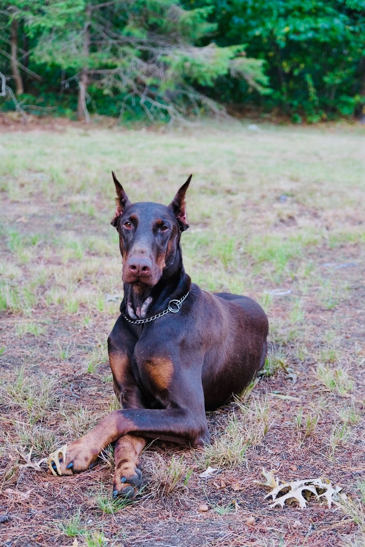 Maine Doberman Dogs — Maine Dobermans
