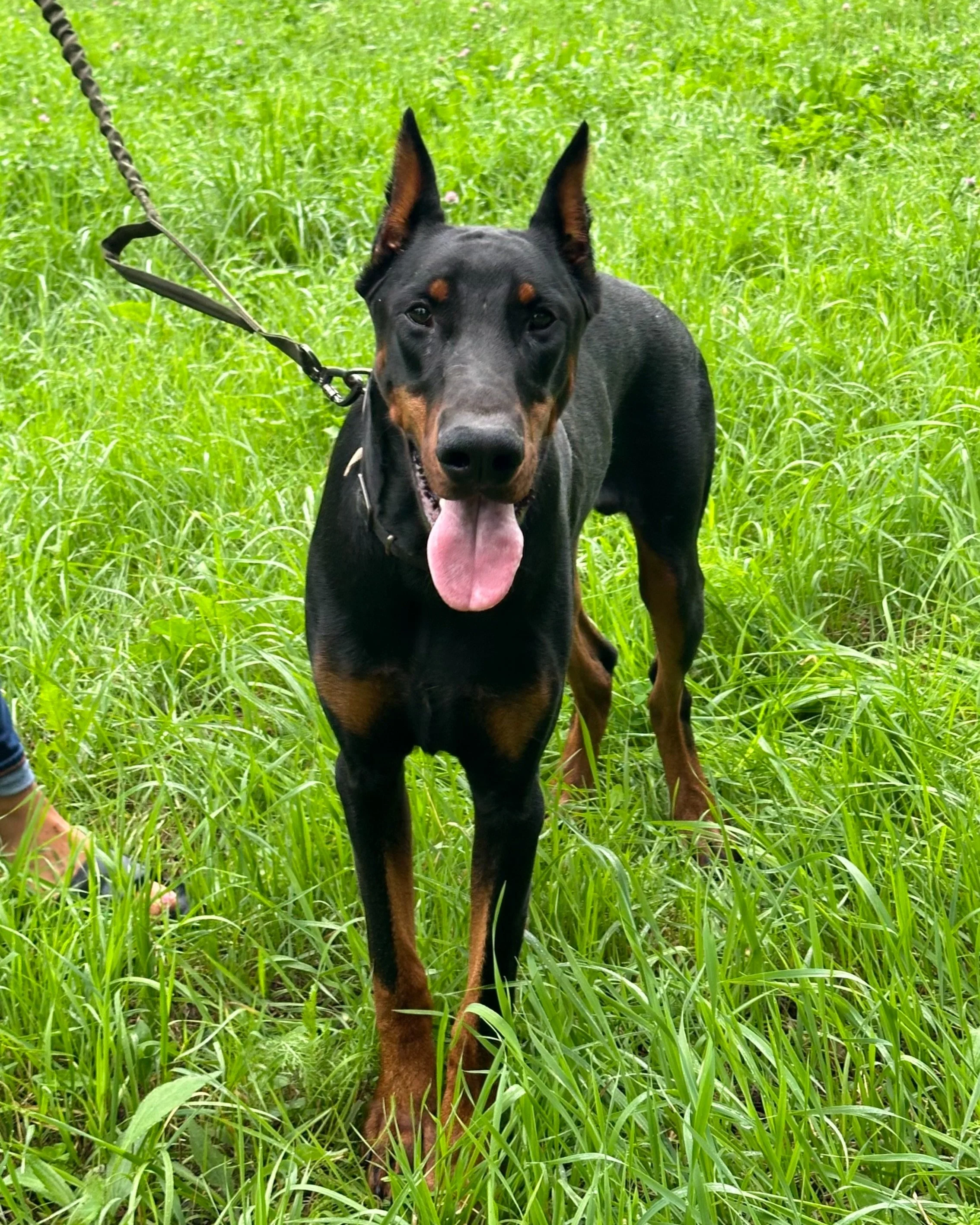 Maine Doberman Puppies - New England Dobermans from European Dobermann ...