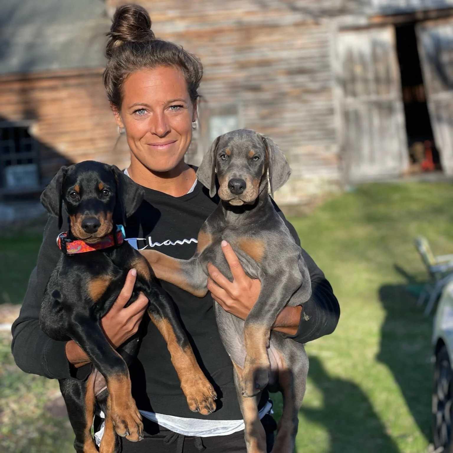 Available Doberman Puppies in Maine and New England — Maine Dobermans ...