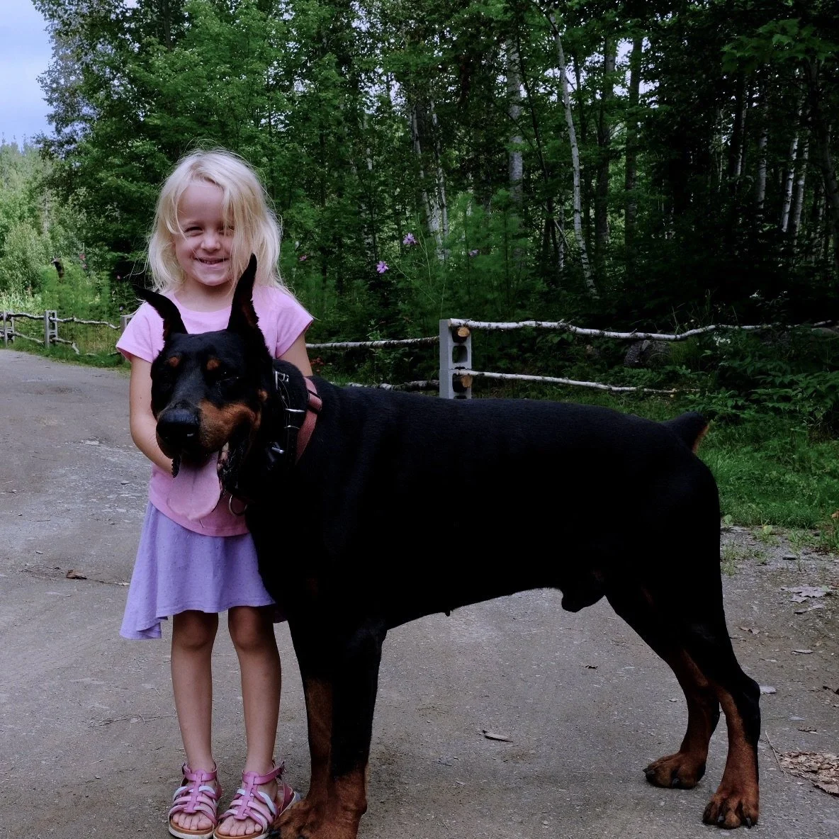Doberman Puppy FAQs | Maine Dobermans Questions Answered — Maine ...