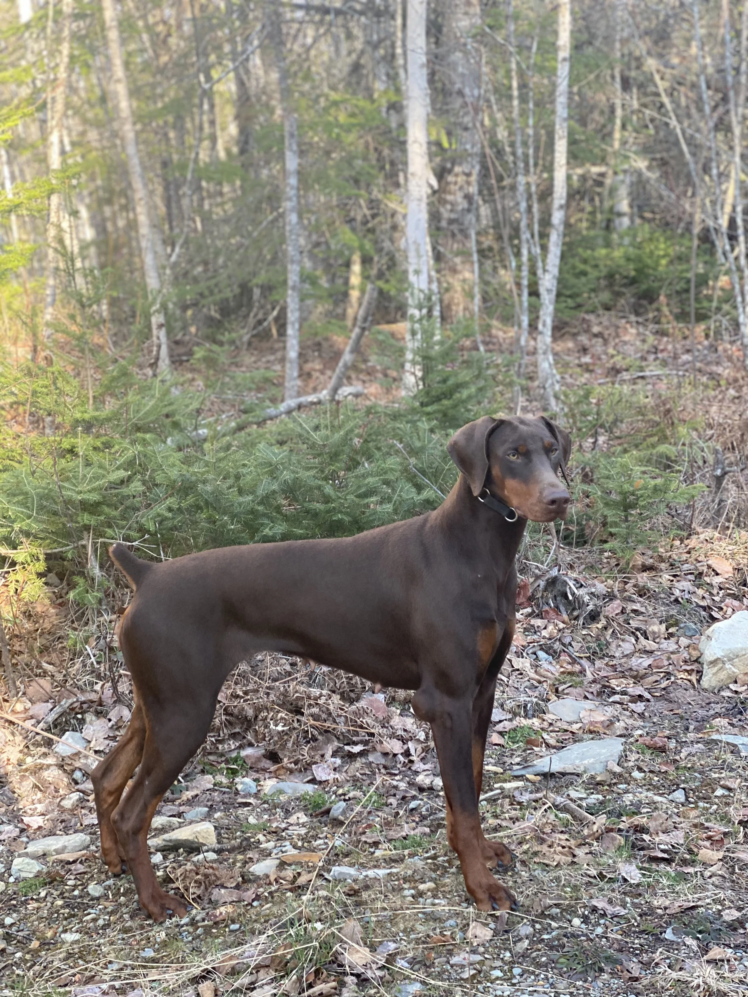 Our Dobermans | Champion Bloodline Dobermans at Maine Dobermans — Maine ...