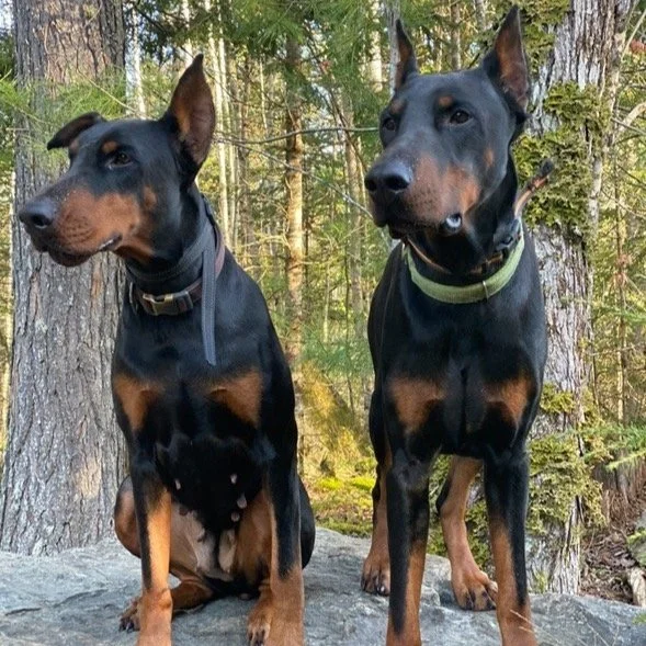 AKC Doberman Puppies for Sale | Maine Dobermans — Maine Dobermans ...