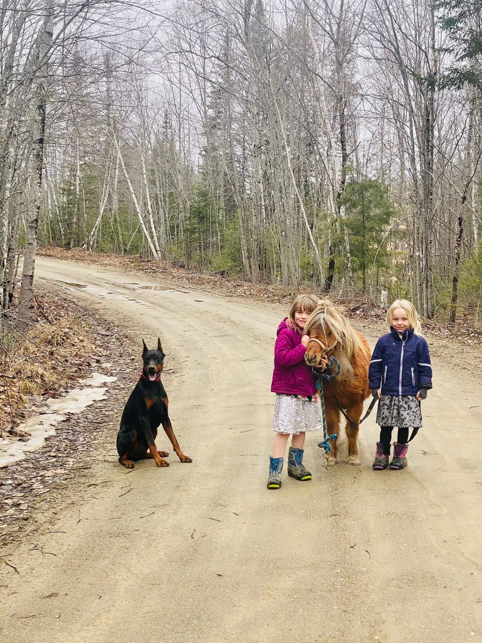Maine Dobermans | Raising Exceptional AKC Dobermans