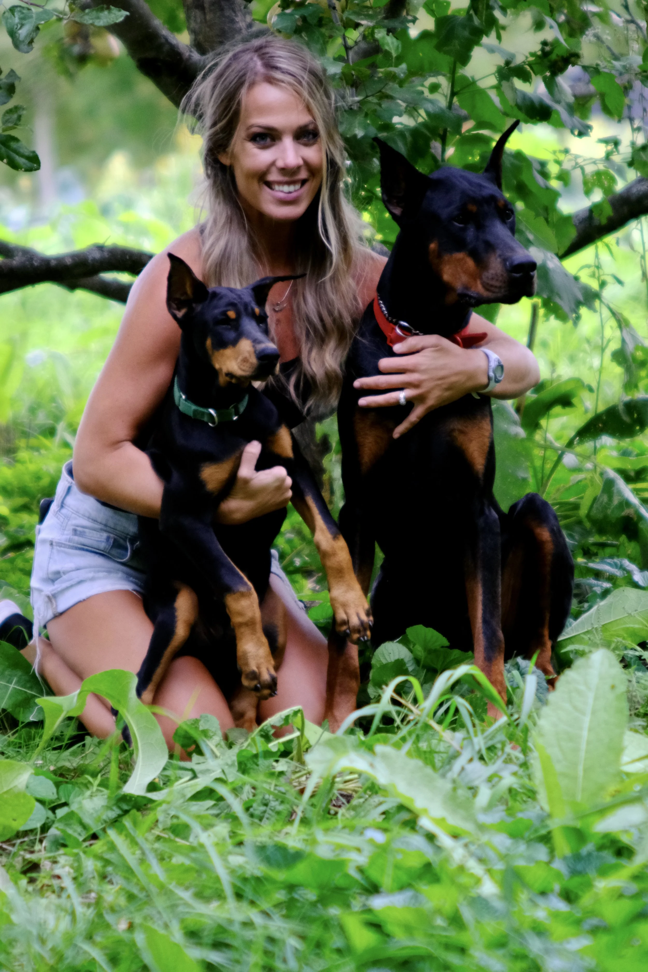 Our Dobermans | Champion Bloodline Dobermans at Maine Dobermans — Maine ...