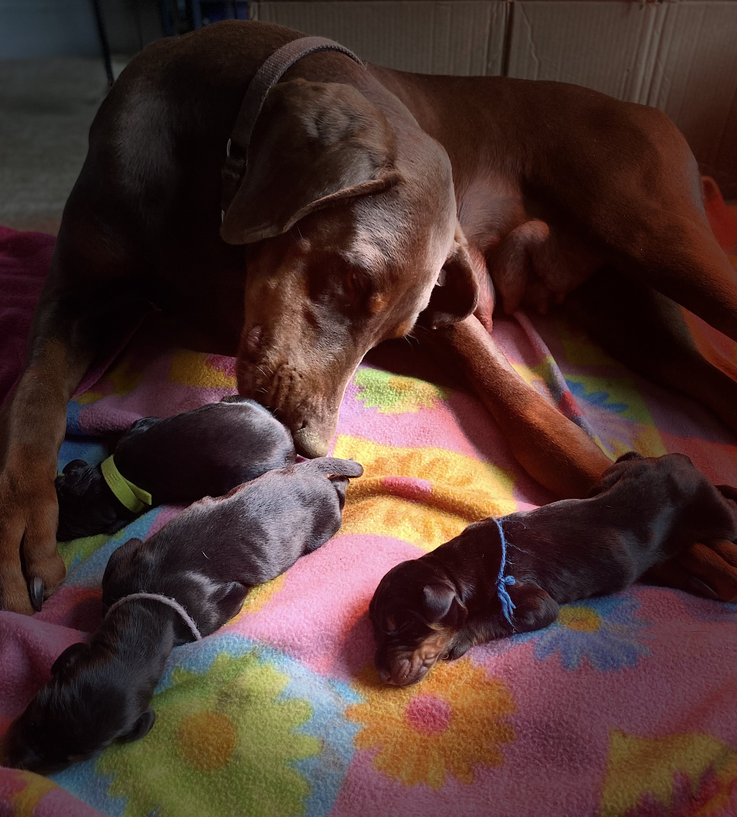 Maine Doberman Puppies - New England Dobermans from European Dobermann ...