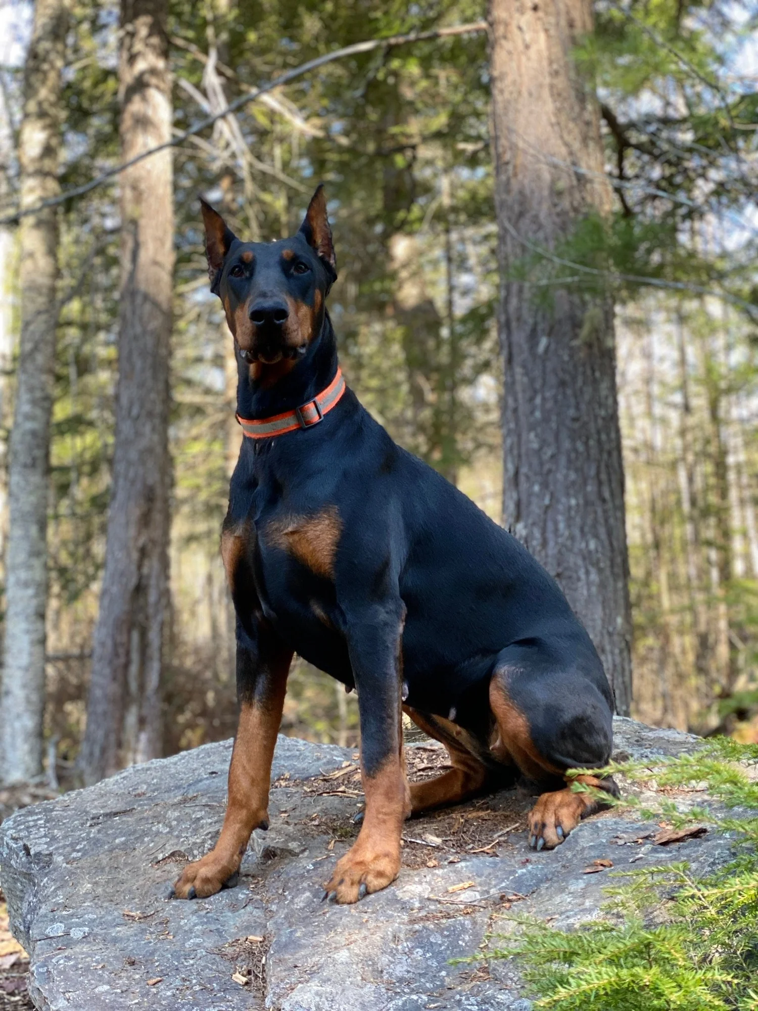 Our Dobermans | Champion Bloodline Dobermans at Maine Dobermans — Maine ...