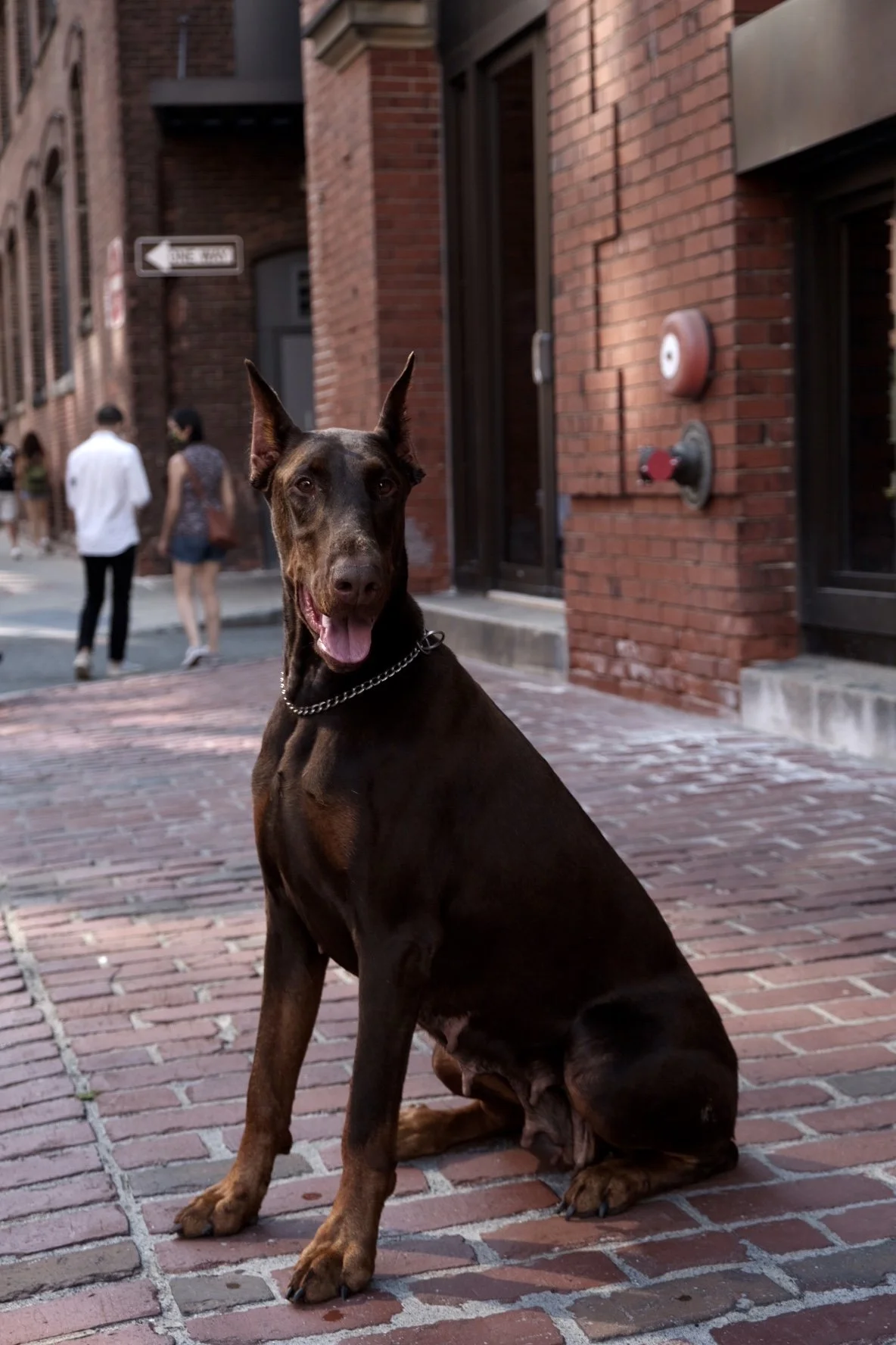 Our Dobermans | Champion Bloodline Dobermans at Maine Dobermans — Maine ...