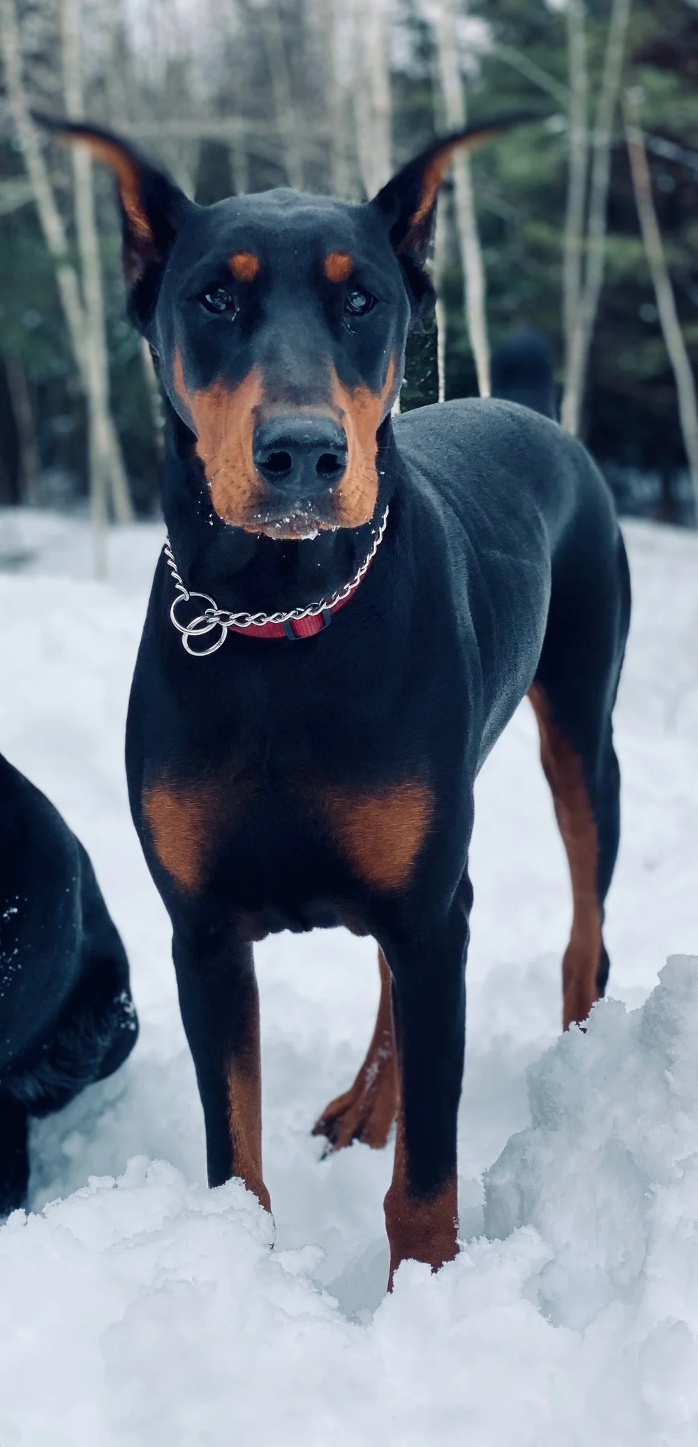 Maine Doberman Dogs — Maine Dobermans