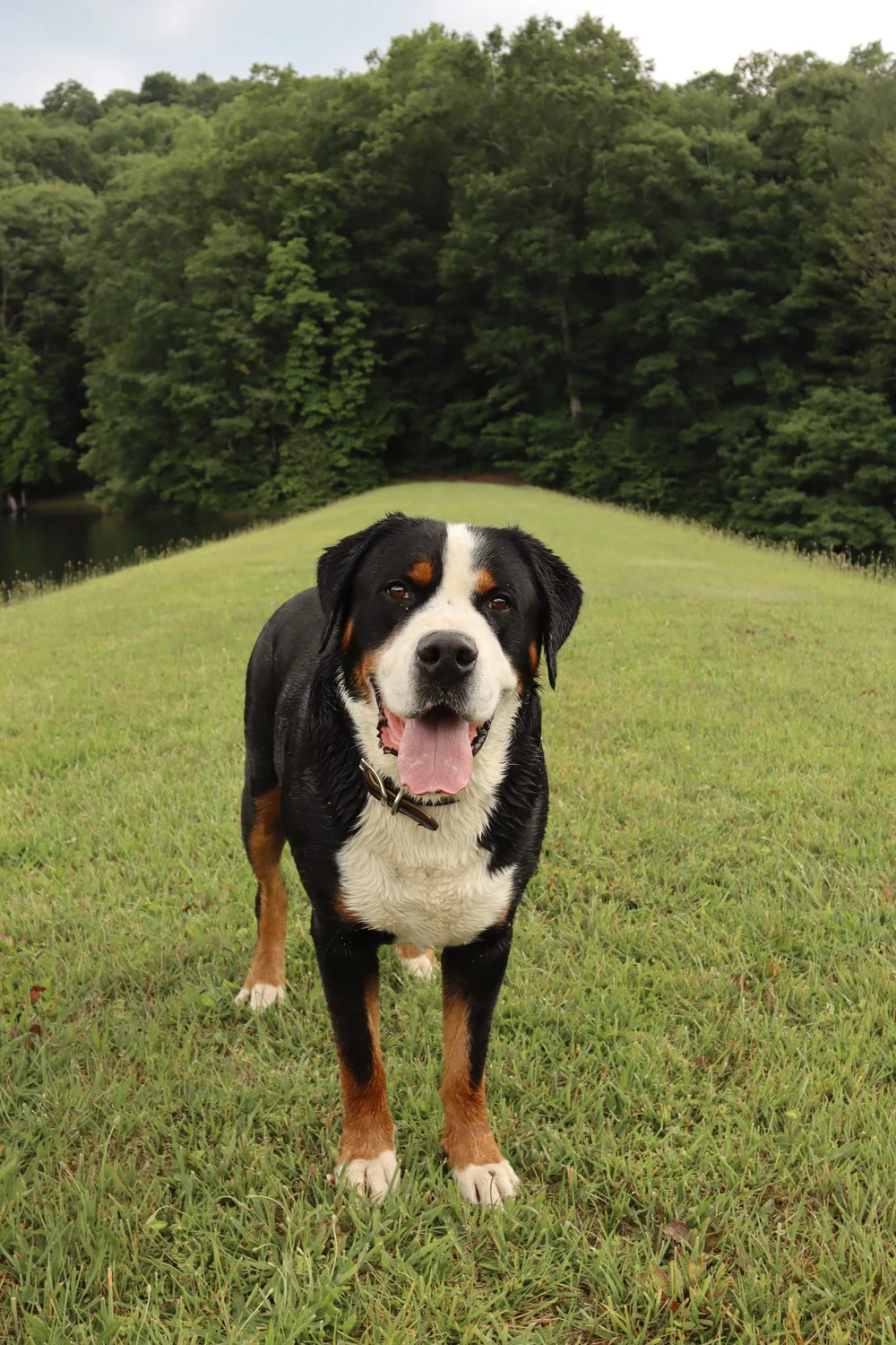 Mountain Dog Farm | Greater Swiss Mountain Dog Puppies For Sale