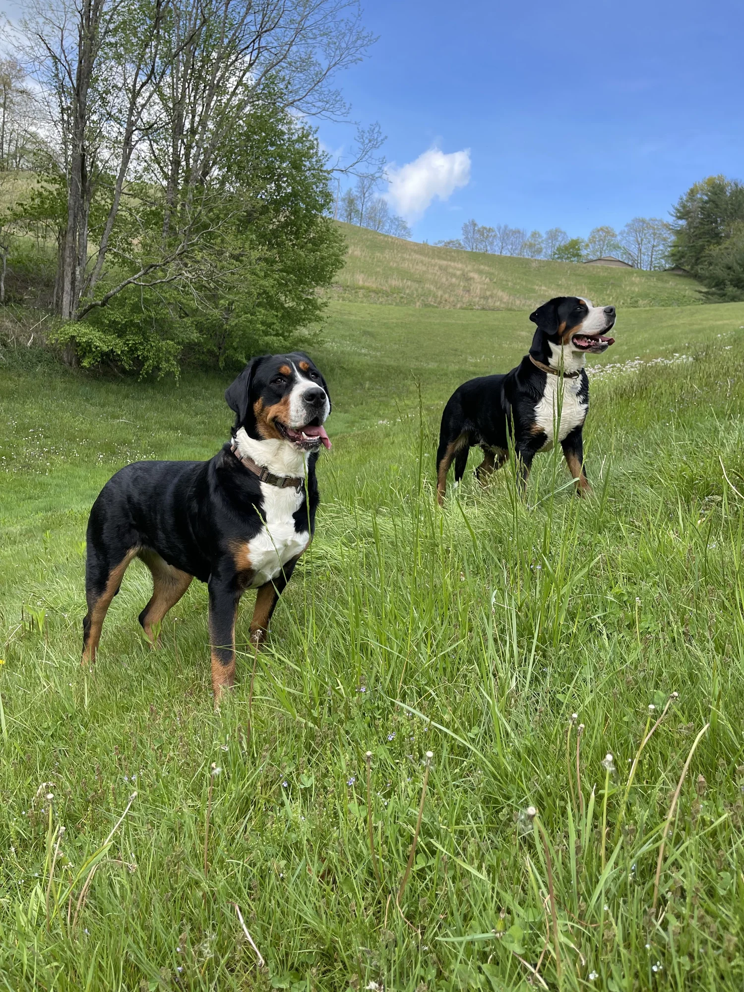 Mountain Dog Farm | Greater Swiss Mountain Dog Puppies For Sale