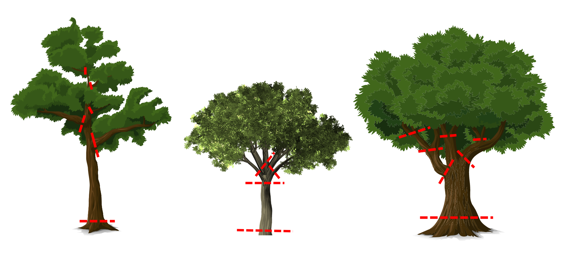 Donate a Tree — Re-use Hawai'i