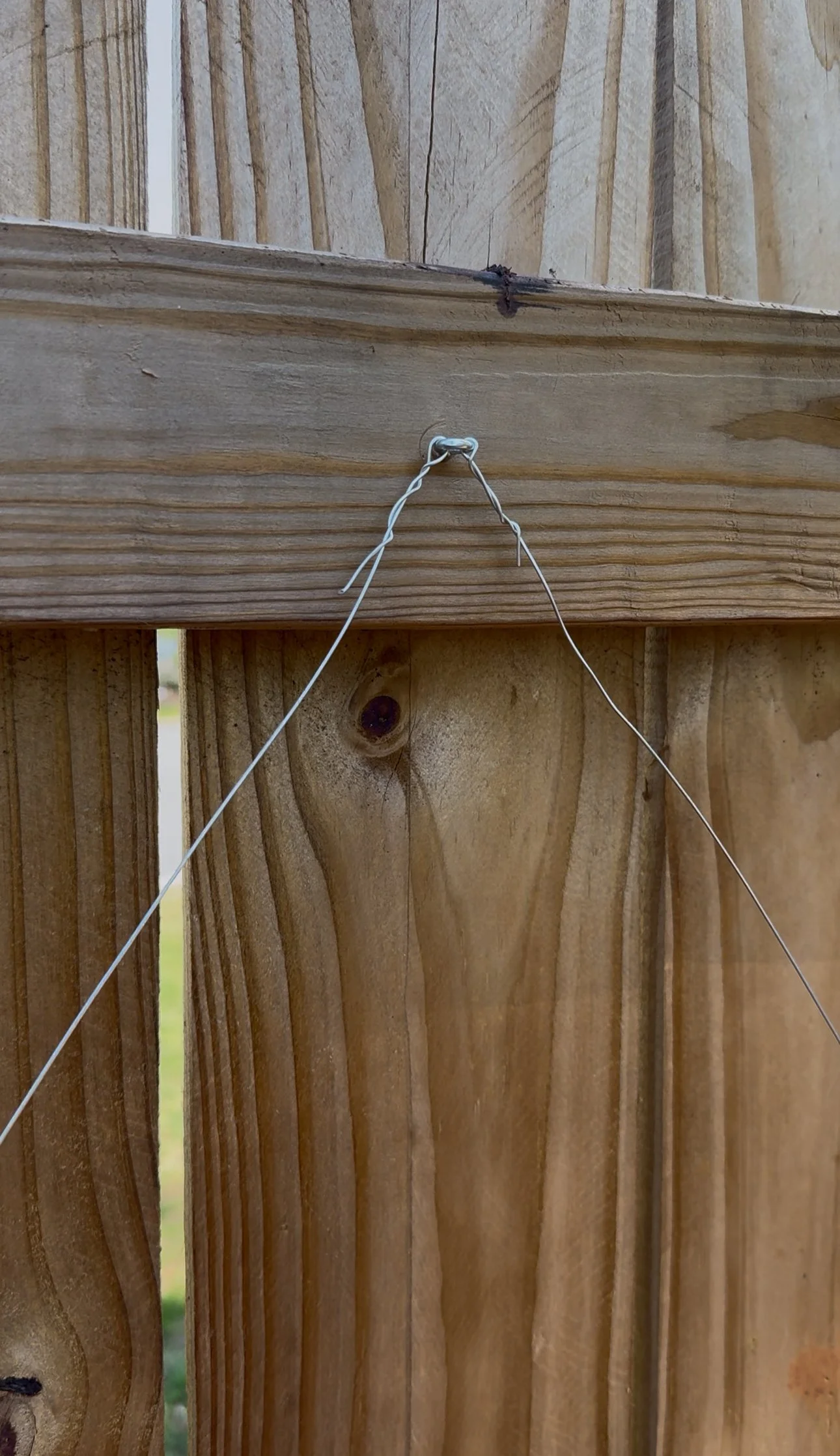 How to Train Star Jasmine to Climb a Fence (Espalier Made Easy ...