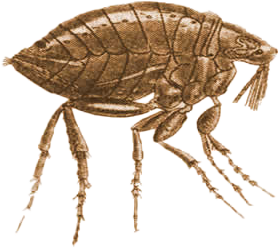 Jiggers — Sole Hope