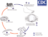What Are Jiggers? Understanding Tunga Penetrans & How Sole Hope Is ...