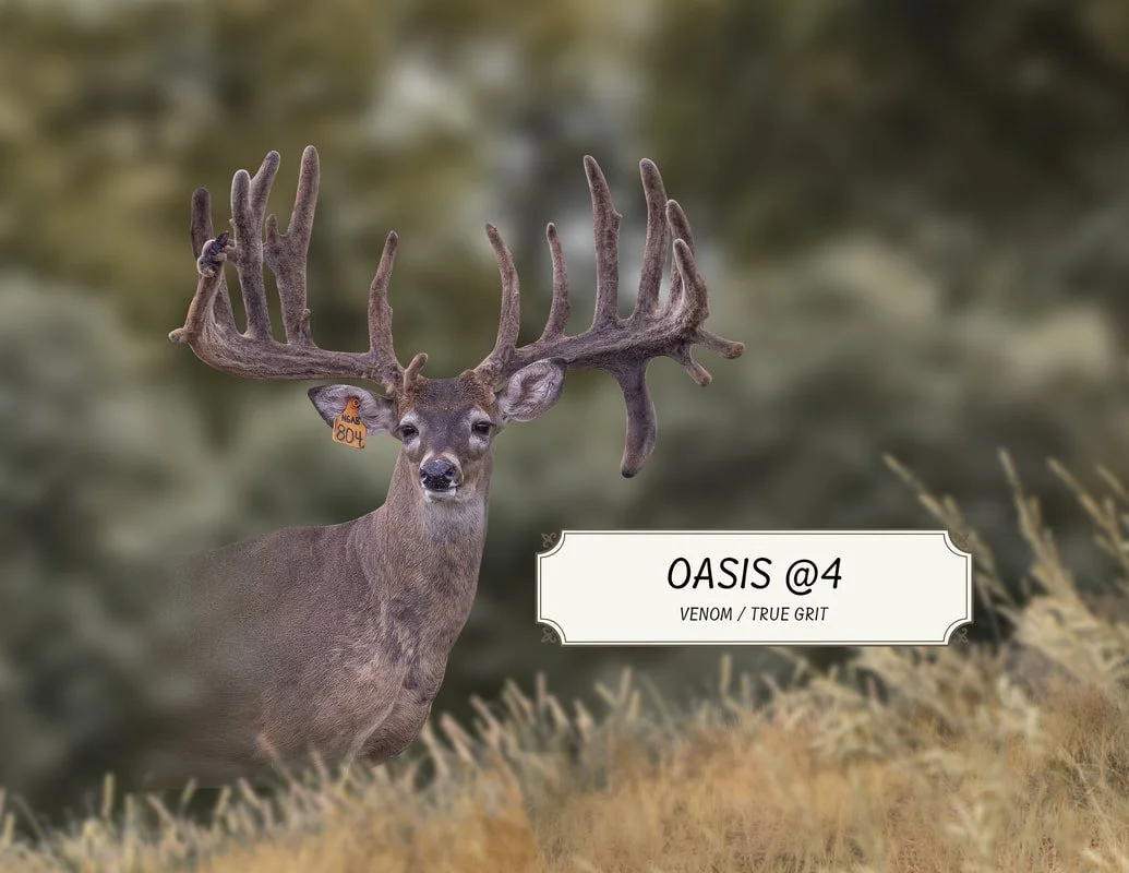 Whitetail — Classic Canyon Ranch