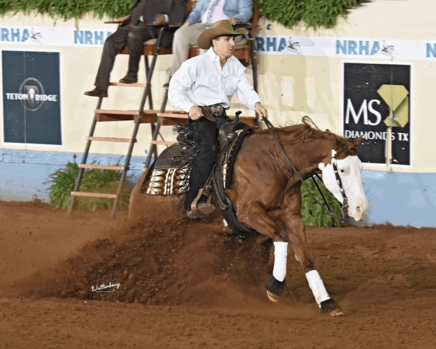 Horses — Classic Canyon Ranch