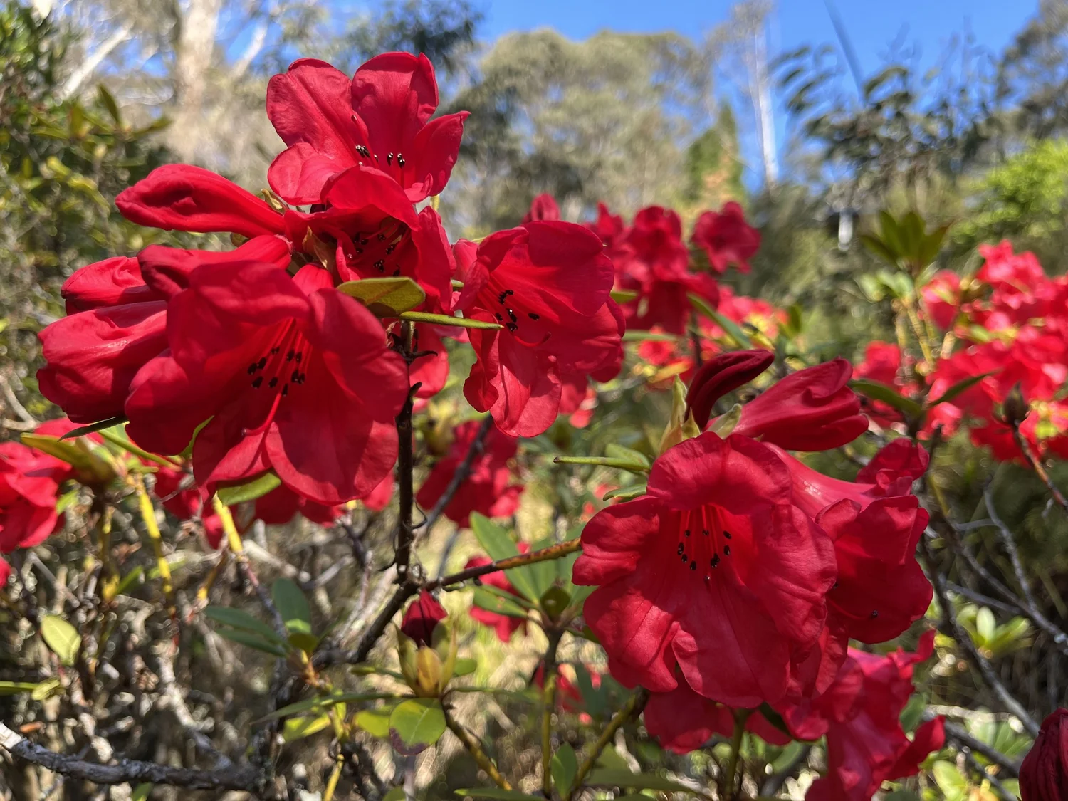 Opening hours — Campbell Rhododendron Gardens