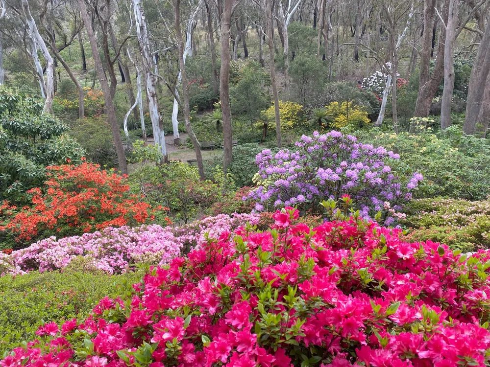 In the media — Campbell Rhododendron Gardens