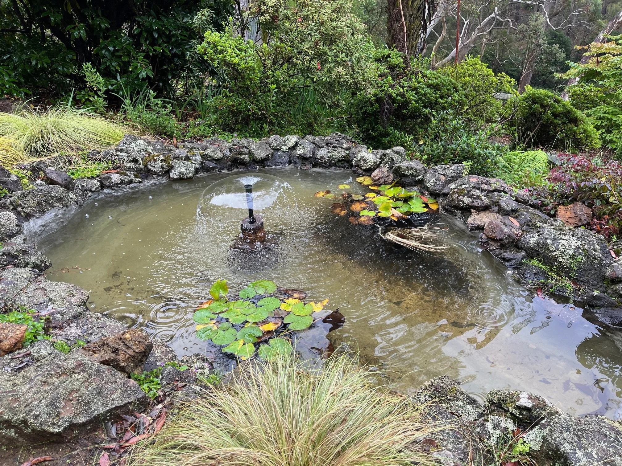 Kay North Fountain and ponds renovation — Campbell Rhododendron Gardens