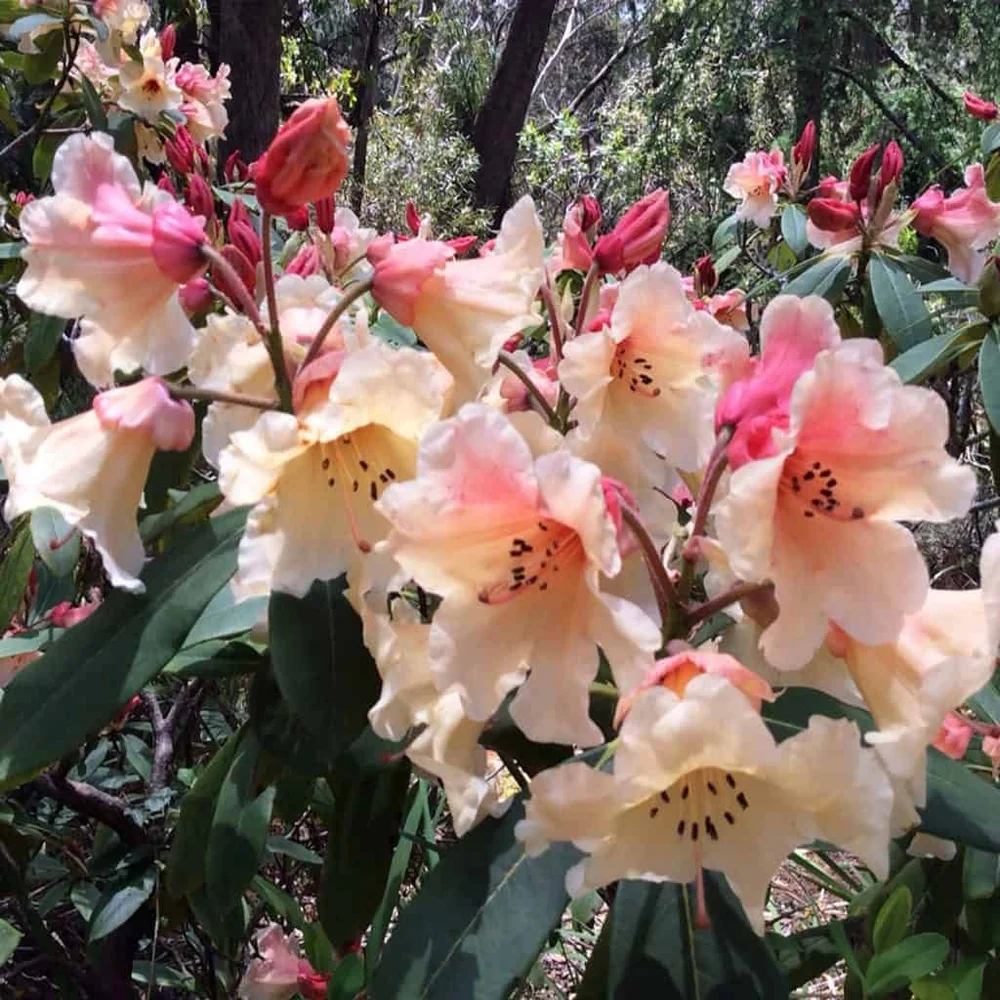 Weddings — Campbell Rhododendron Gardens