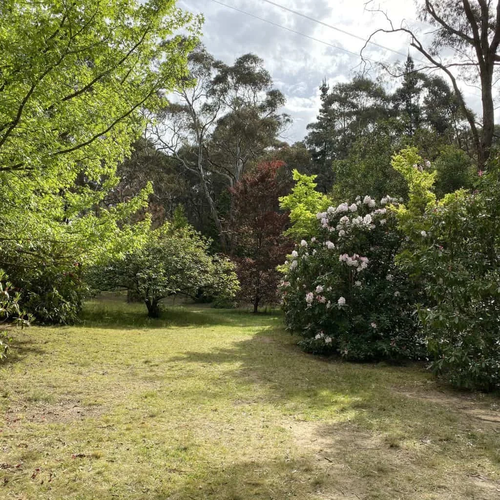 A. Cherry Tree Valley — Campbell Rhododendron Gardens