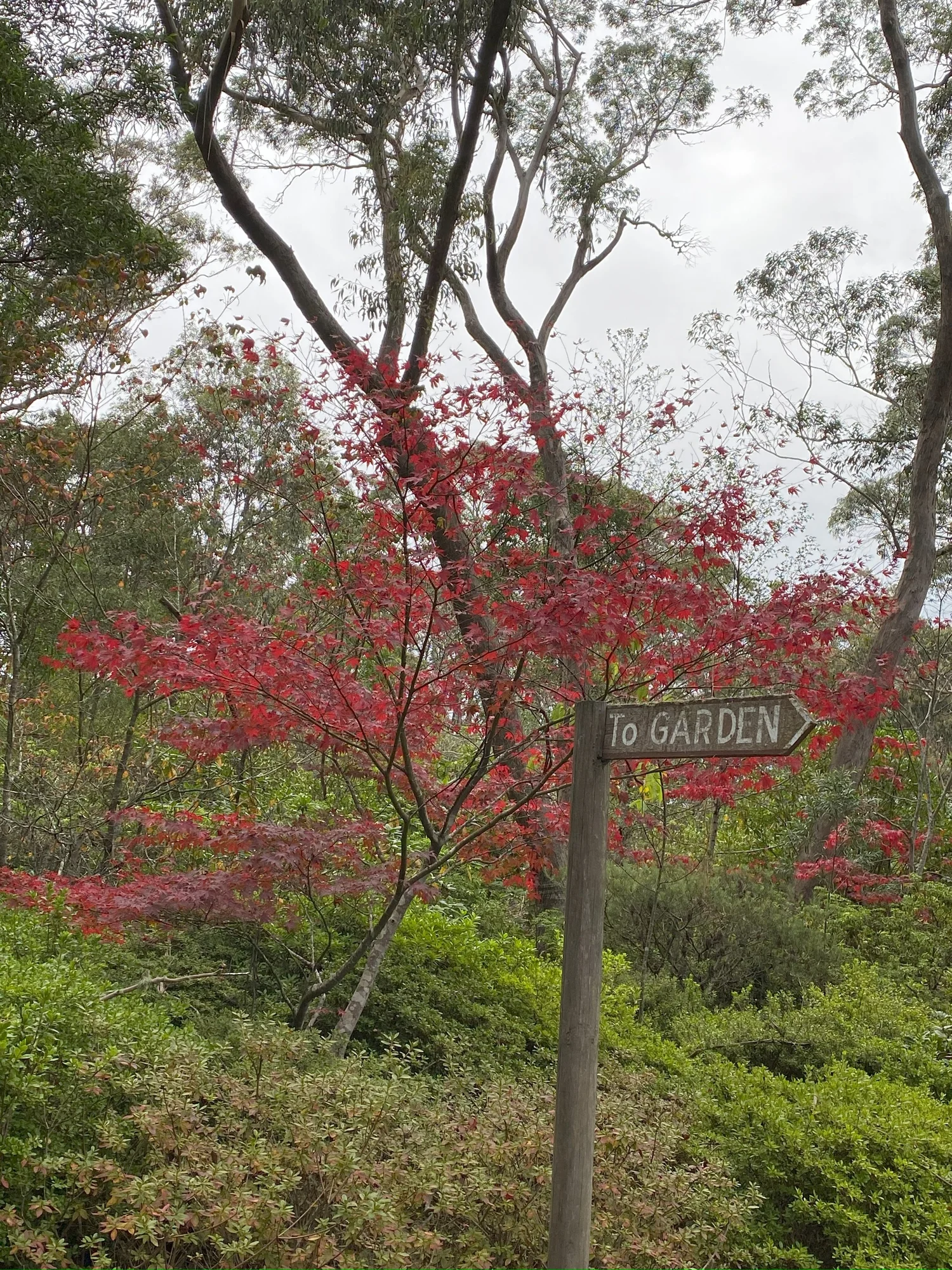 Visiting the Gardens — Campbell Rhododendron Gardens