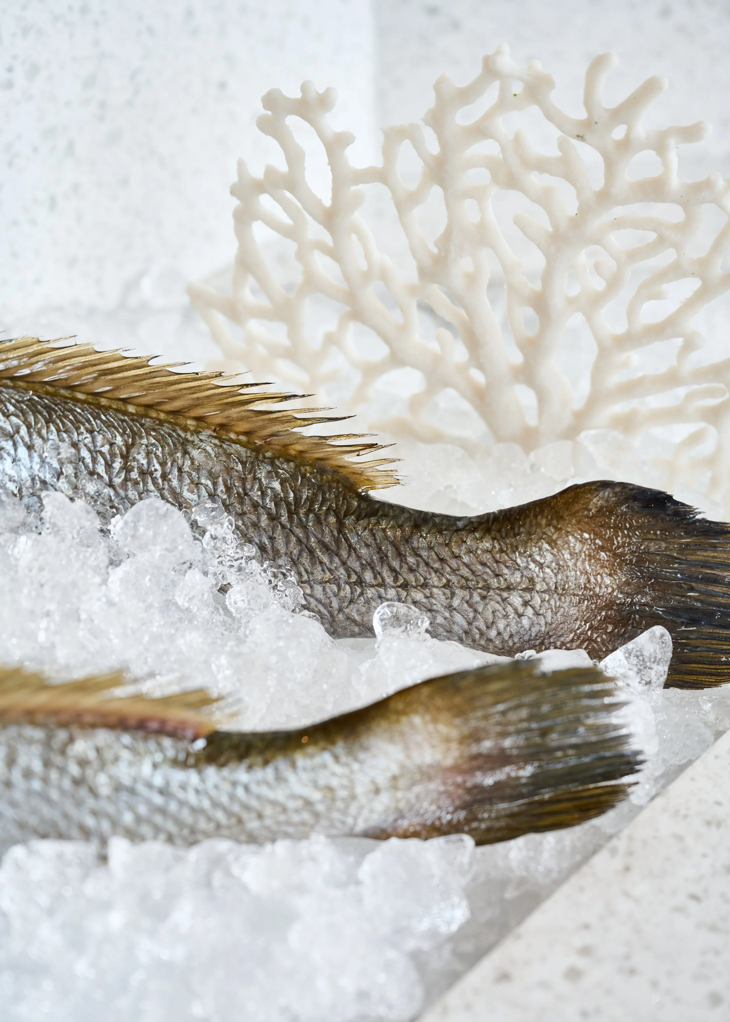 AMMOS DUBAI — AMMOS GREEK RESTAURANT